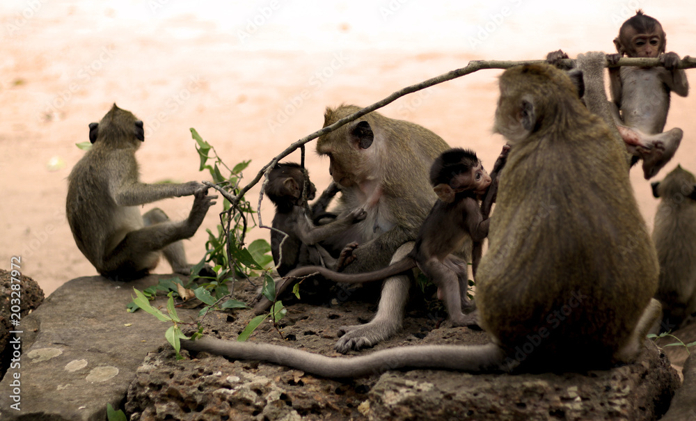 Monkeys and cute baby monkeys playing on the ruins of Angkor Wat in ...