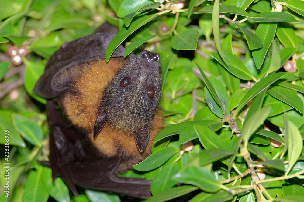 The grey-headed flying fox Pteropus poliocephalus is the largest bat in ...