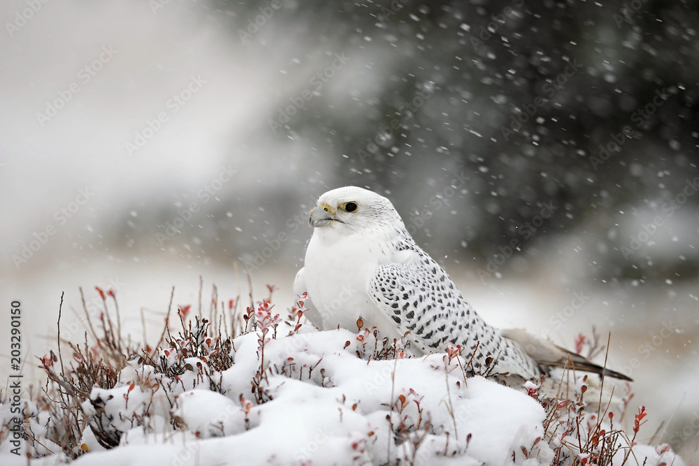 Poster The gyrfalcon is a bird of prey (Falco rusticolus), the largest ...