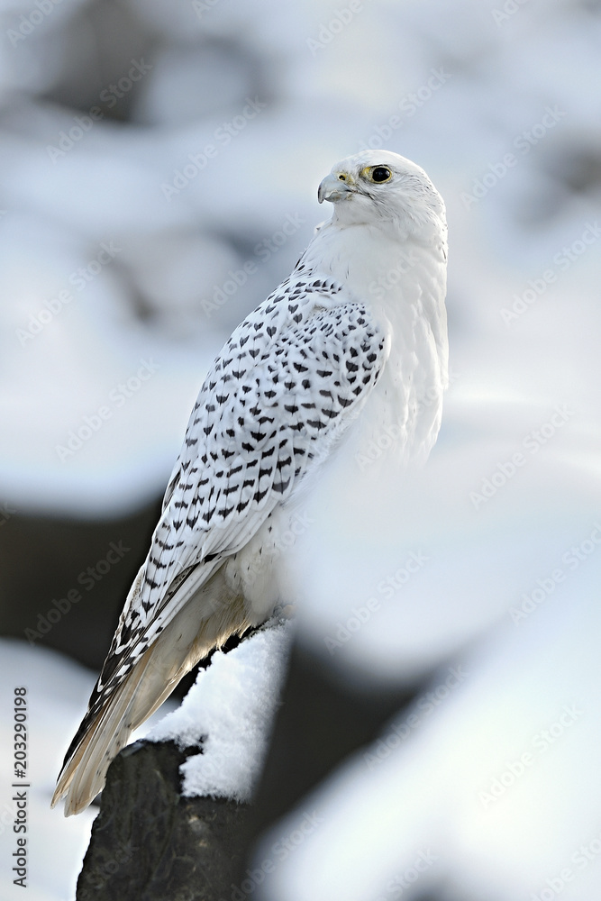 The gyrfalcon is a bird of prey (Falco rusticolus), the largest of the ...