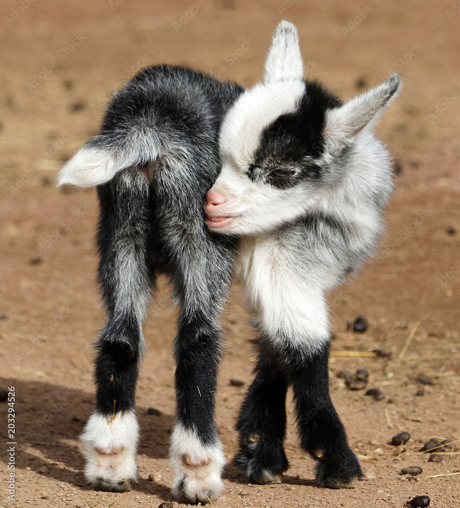 Black And White Pygmy Goat