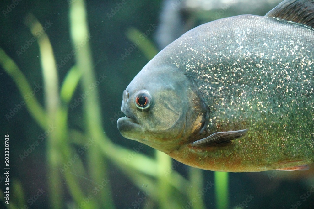 Red-bellied piranha, red pirahna (Pygocentrus nattereri). Stock Photo ...