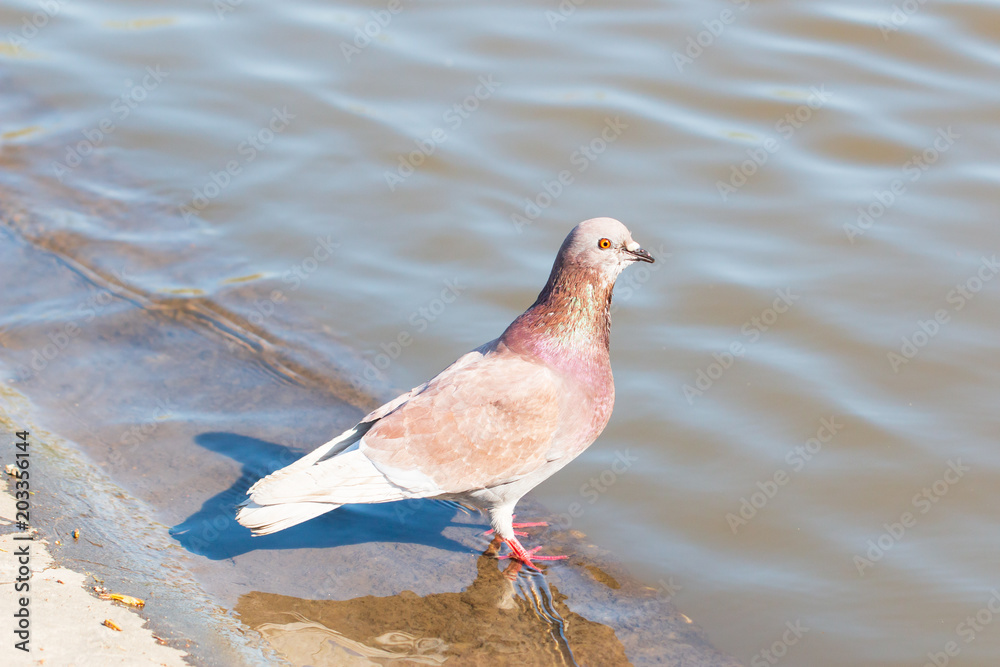dove in the water Stock Photo | Adobe Stock