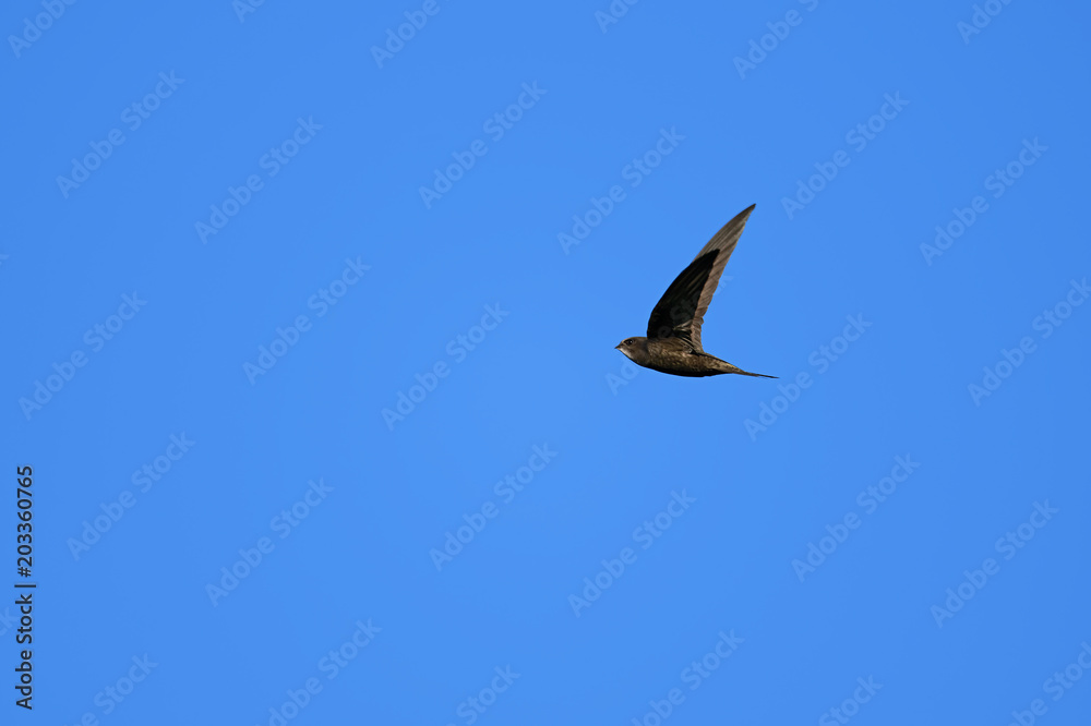 Mauersegler Stock Photo | Adobe Stock