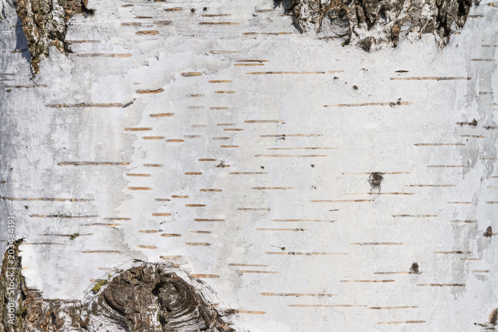 Natural background - the horizontal texture of a real birch bark close ...
