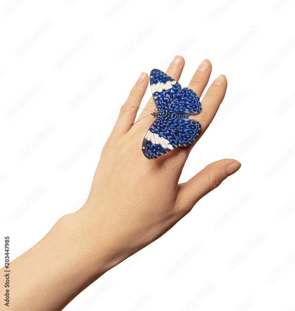 Red cracker butterfly, Hamadryas amphinome, sits on girl's hands. The ...