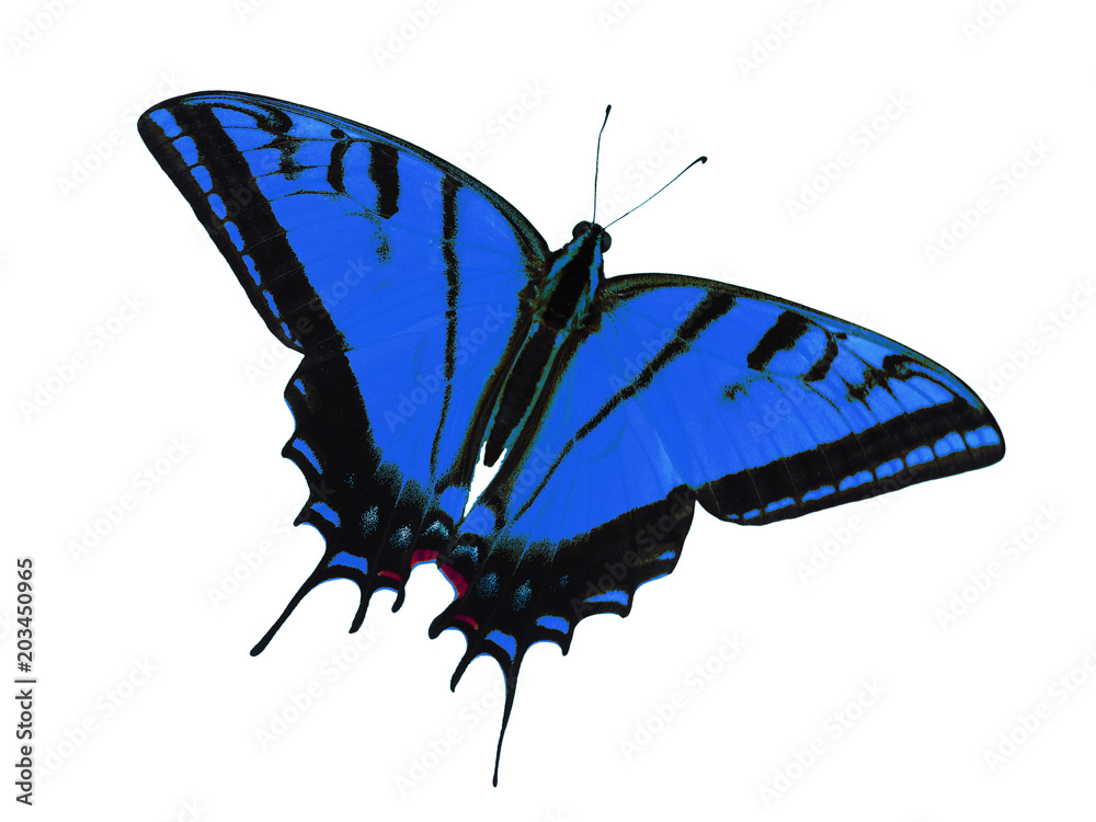 Two-tailed swallowtail butterfly, Papilio multicaudata, isolated on ...