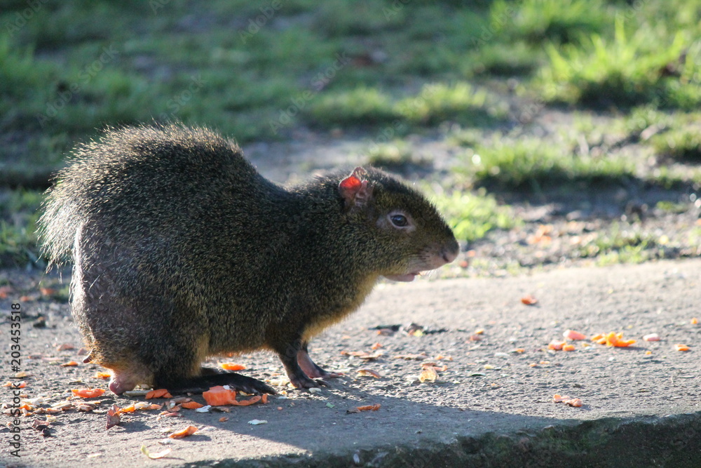 azaras agouti (dasyprocta agouti) South American rodent found in Brazil ...