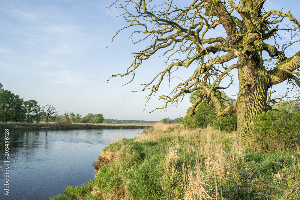 Rzeka Warta w Rogalinie, okolice Poznania Stock Photo | Adobe Stock