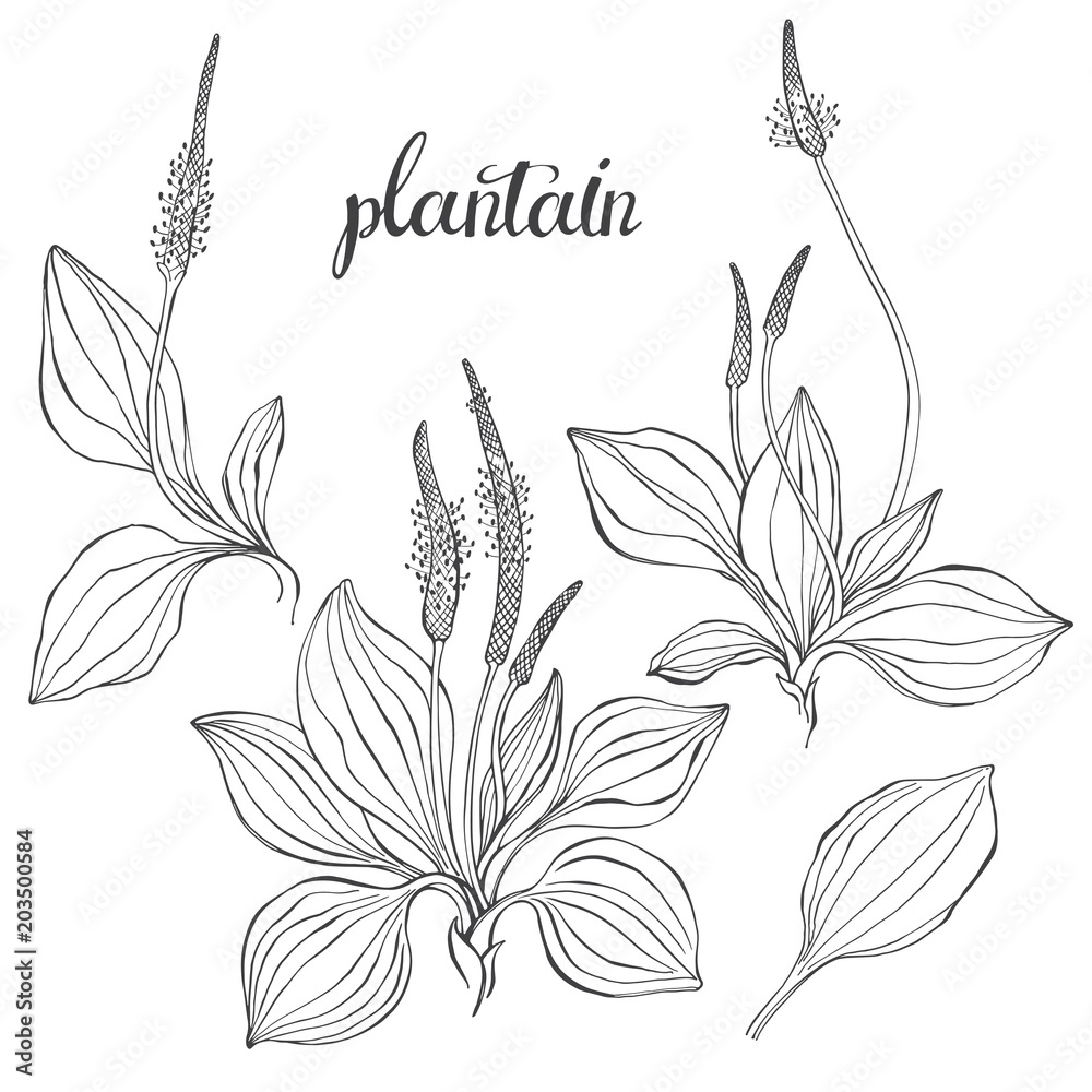 Plantain. Medicinal plant wild field flower.Sketch.Hand drawn outline ...