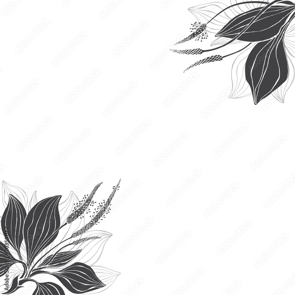 Floral background with plantain on a white background. Corner vector ...