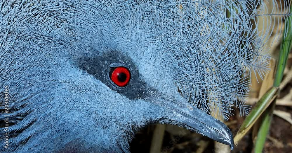 Southern Crowned Pigeon Close Up Head Portrait, Red Eye. Also Known As ...