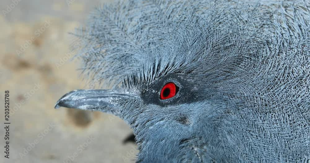 Southern Crowned Pigeon Close Up Head Portrait, Red Eye. Also Known As ...