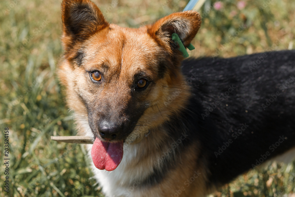 Smiling German Shepherd Puppy