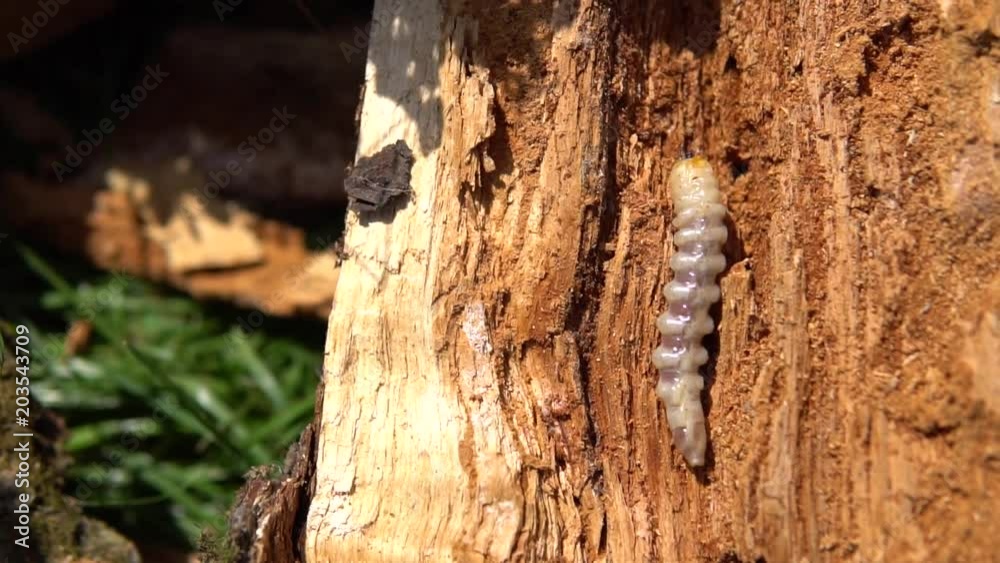 Big roundheaded borers woodcutter (Cerambycidae), larva of the ...