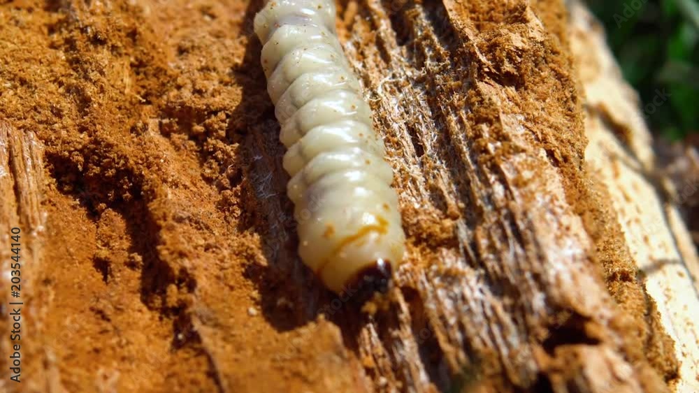 Big roundheaded borers woodcutter (Cerambycidae), larva of the ...