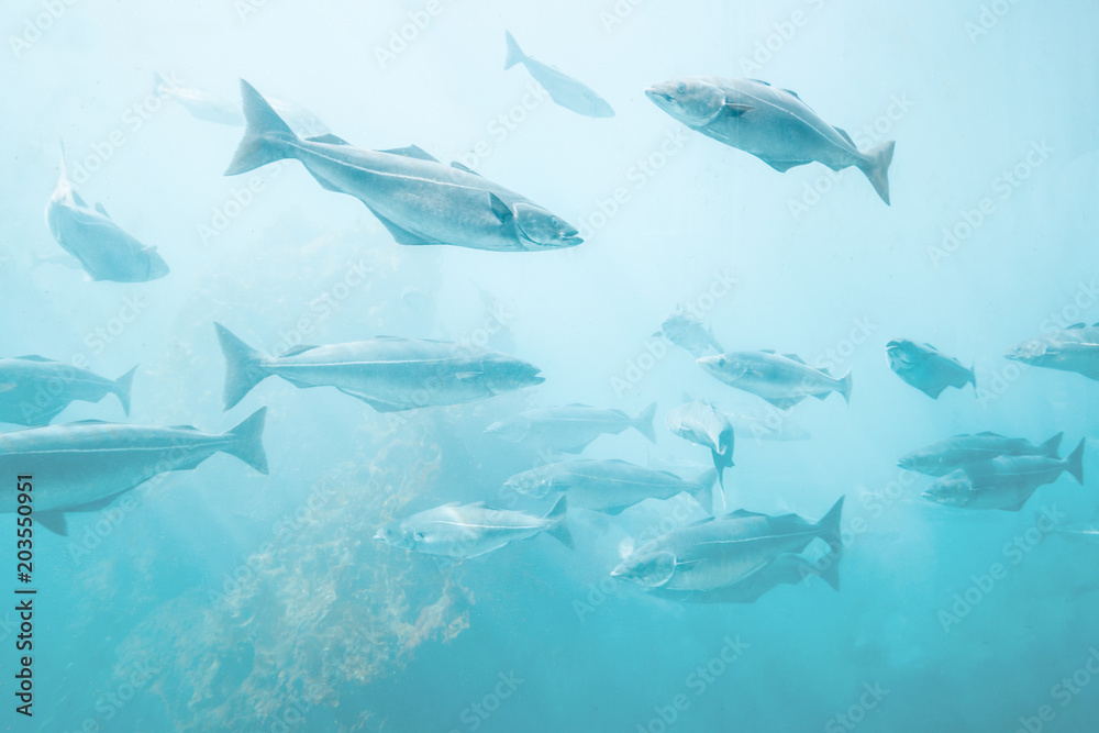 Sea fish background underwater natural view relaxing scenery group cod ...