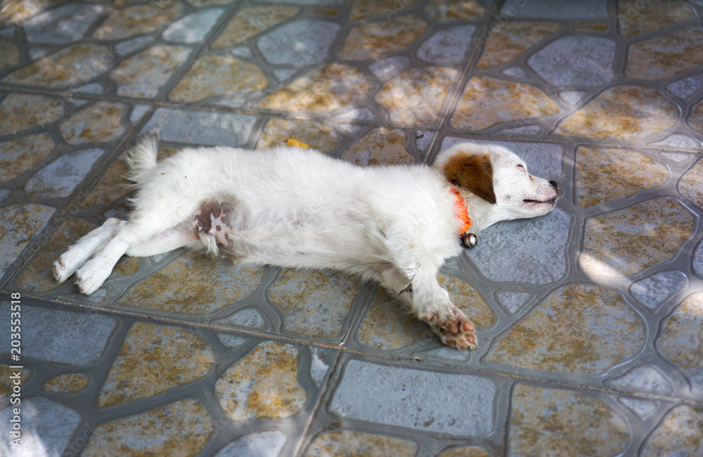 White dog sleeping on tiles floor. wall mural wallpaper | Muraledesign.com