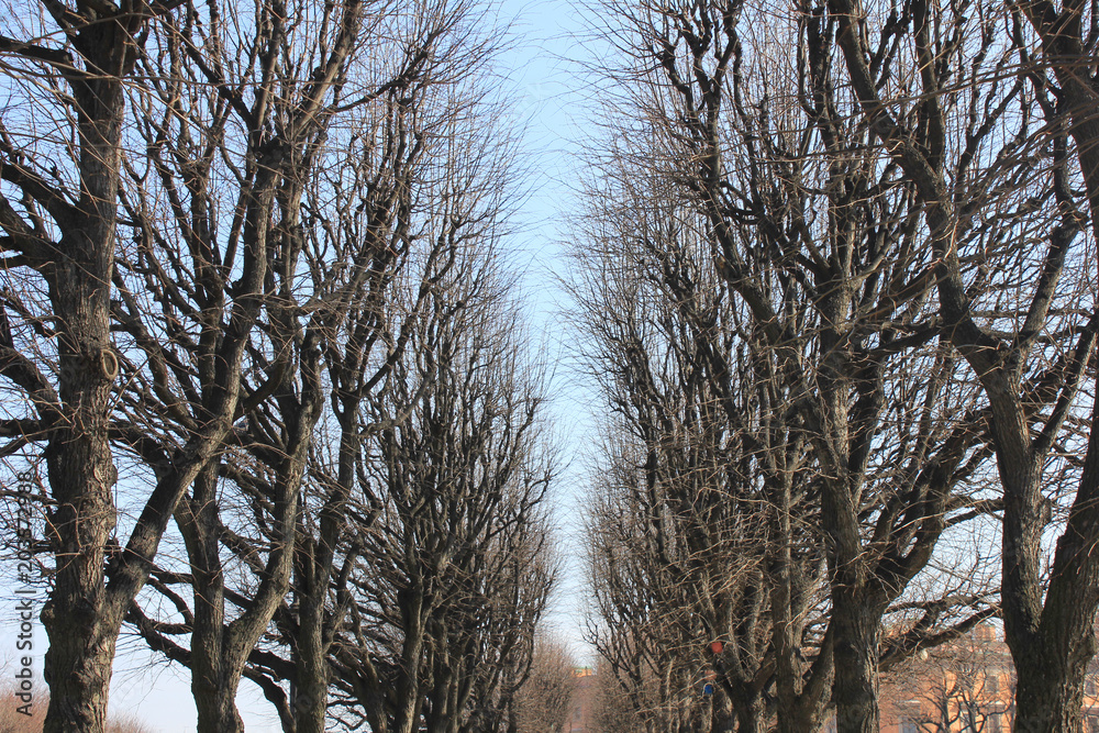 Tree Branches at Park Pathway with Bare Trunks on Blue Sky Background ...