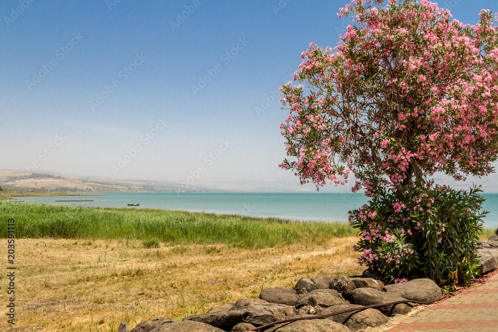 The Blooming tree on Coast of the Sea of Galilee, Israel Stock Photo ...