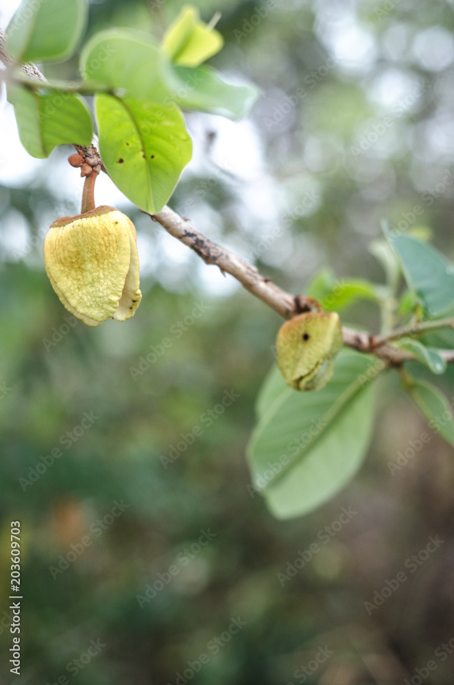 Plantas, flores e frutos do Cerrado brasileiro, um dos mais importantes ...
