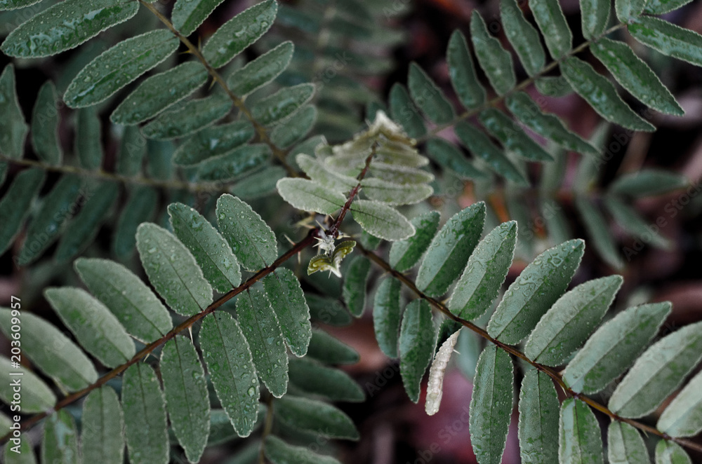 Plantas, flores e frutos do Cerrado brasileiro, um dos mais importantes ...