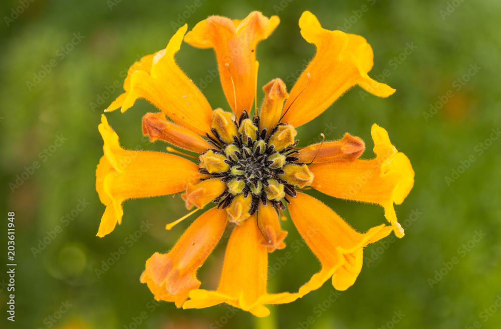 Flor del jote o terciopelo (Argylia radiata) desde arriba. Stock Photo ...