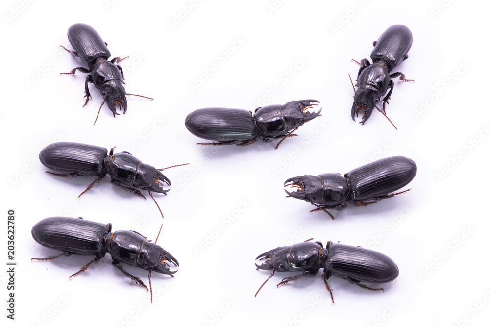 Agriotes obscurus is a species of beetle from the family of Elateridae ...