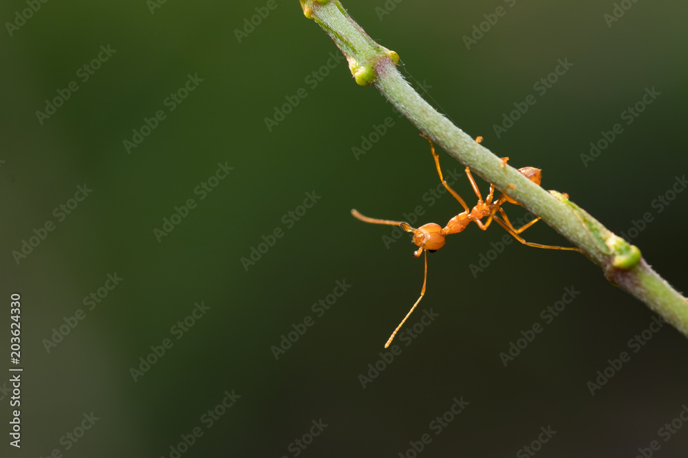 Ant action standing on green blur background,design for natural ...