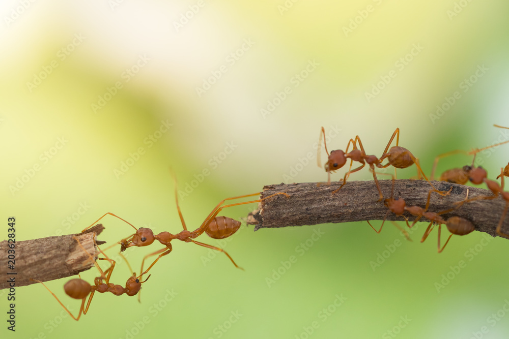 Ant action standing.Ant bridge unity team,Concept team work together ...