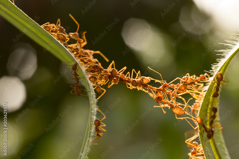 Ant action standing.Ant bridge unity team,Concept team work together ...