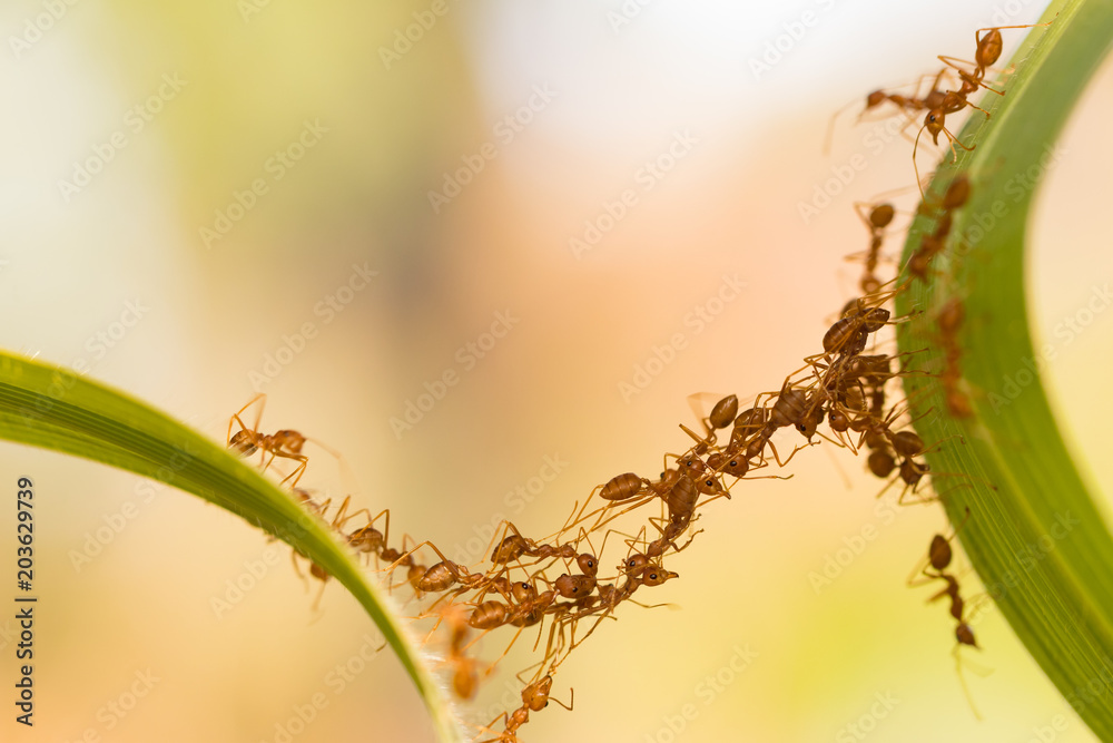 Ant action standing.Ant bridge unity team,Concept team work together ...