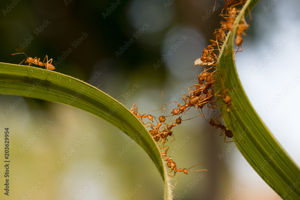 Ant action standing.Ant bridge unity team,Concept team work together ...