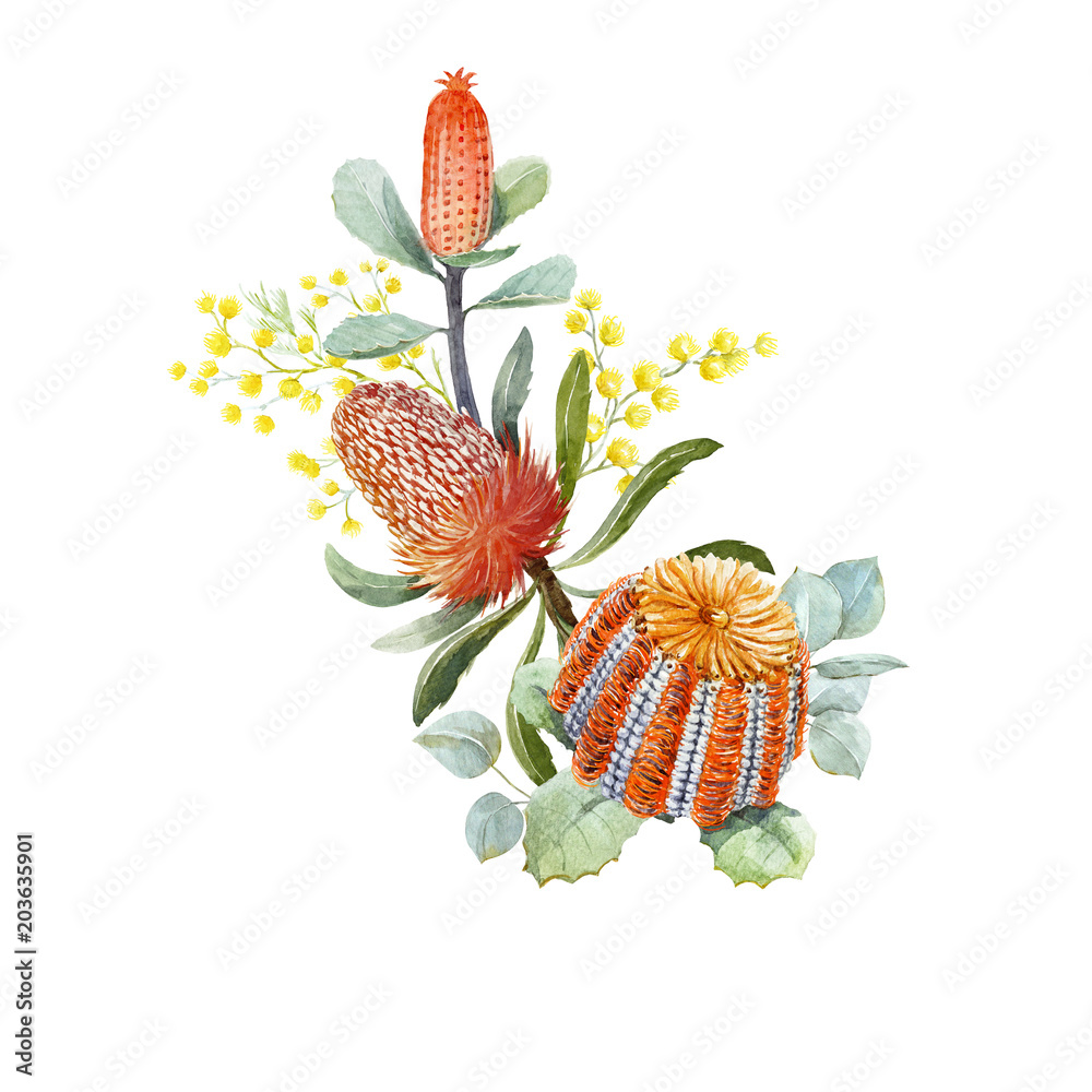 Watercolor australian banksia floral composition Stock Illustration ...