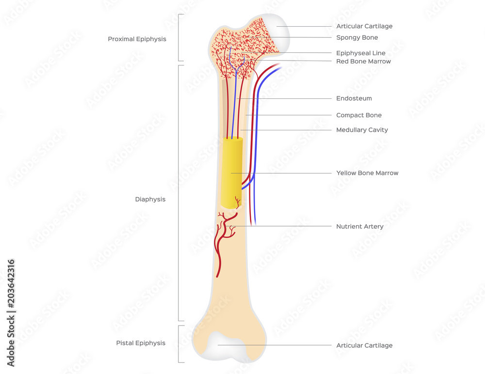 bone structure anatomy for science and education . vector illustration ...