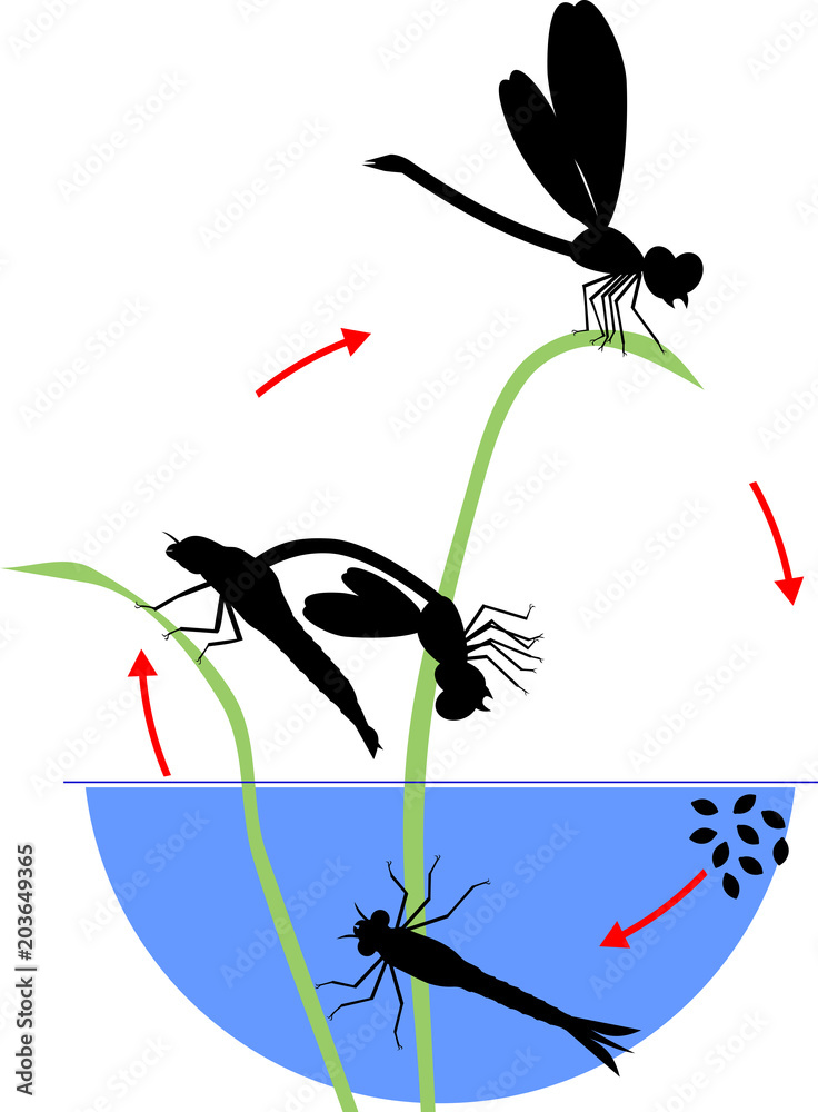 Life cycle of dragonfly. Sequence of stages of development of dragonfly ...