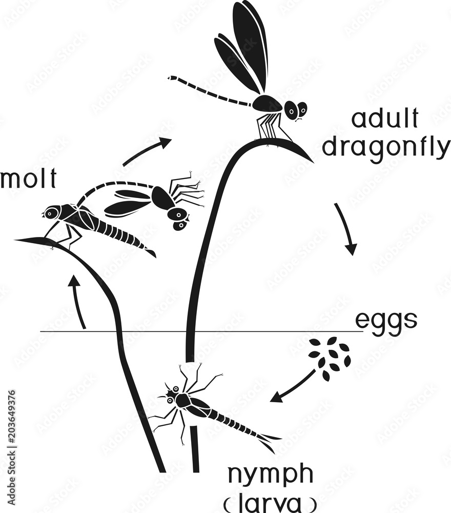 Life cycle of dragonfly. Sequence of stages of development of dragonfly ...