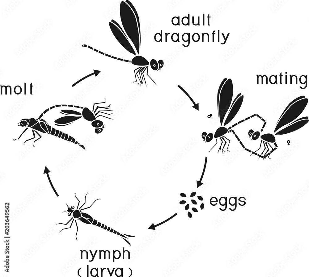 Life Cycle Of A Dragonfly