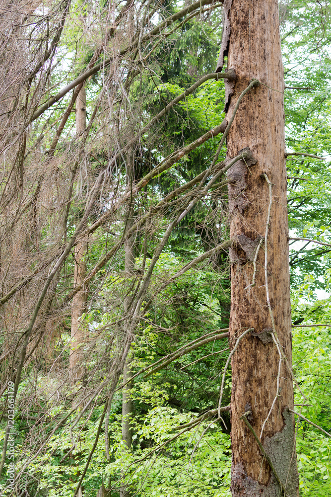 Coniferous spruce tree with borer damaged by borer beetle woodworm, Ips ...