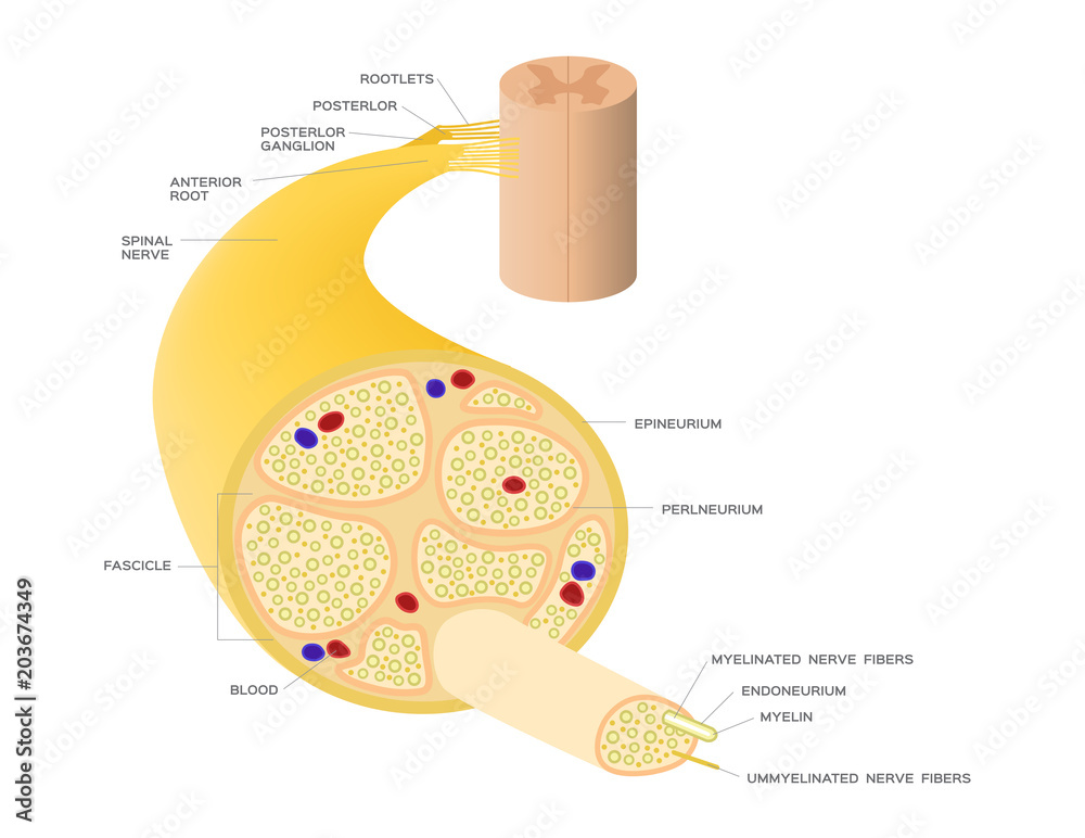 nerve system anatomy vector Stock Vector | Adobe Stock