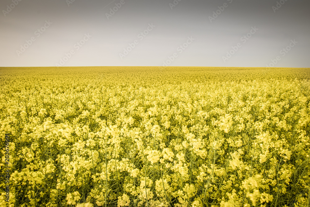 pola rzepaku Stock Photo | Adobe Stock