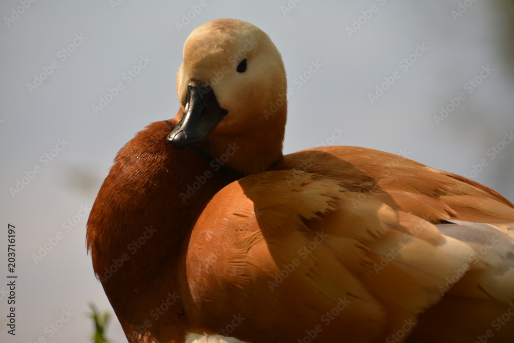 pond duck goose bird nature flora fauna lake swamp tree Bush grass ...