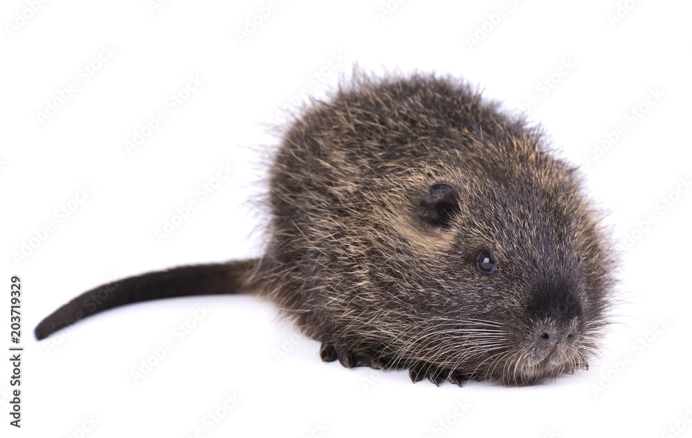 Baby Nutria