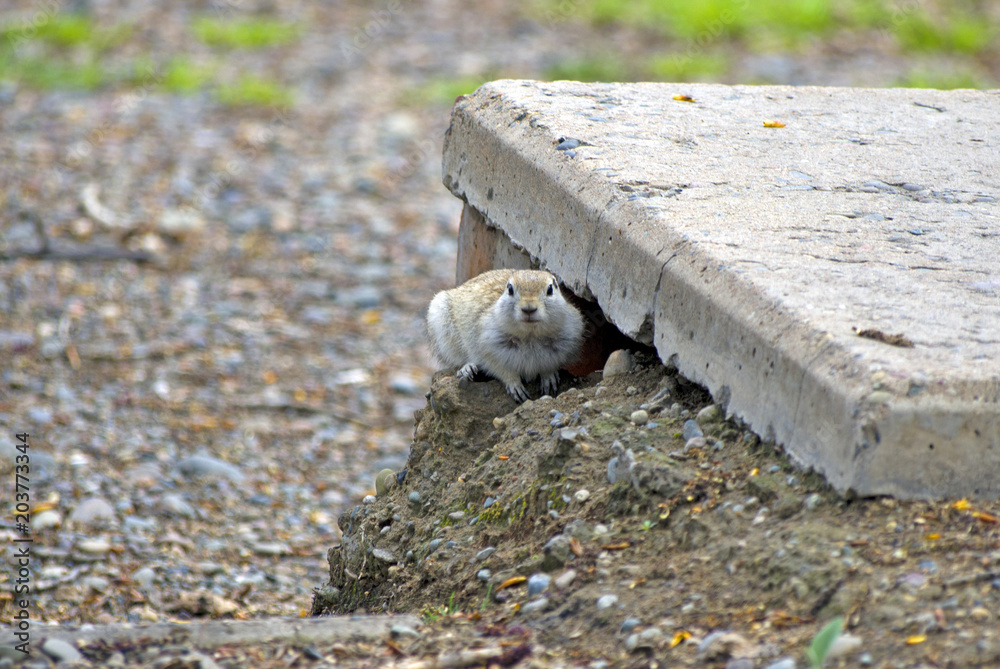 Poster the gopher made a dwelling under a concrete slab – Wall Art ...