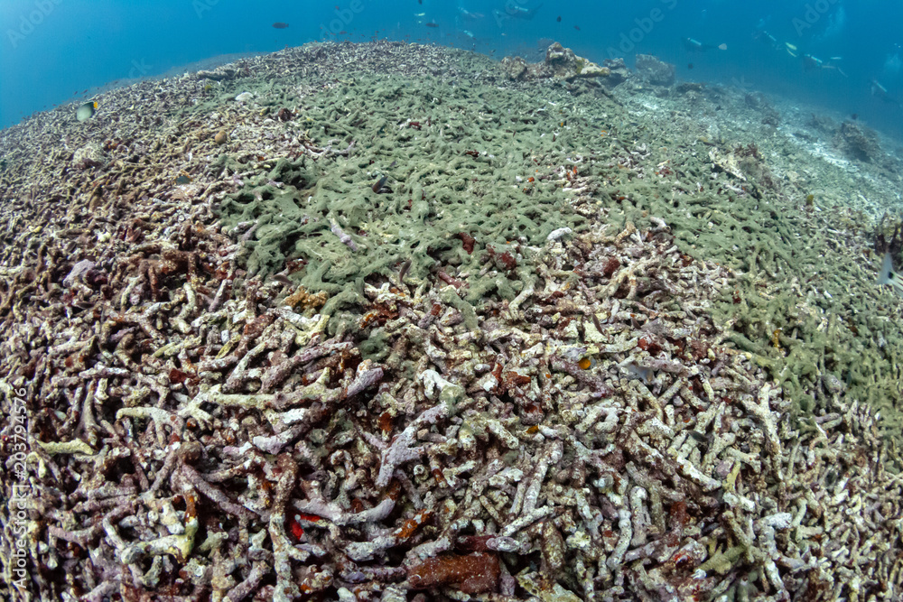 Dead, bleached coral reef covered in green algae. Rising sea ...