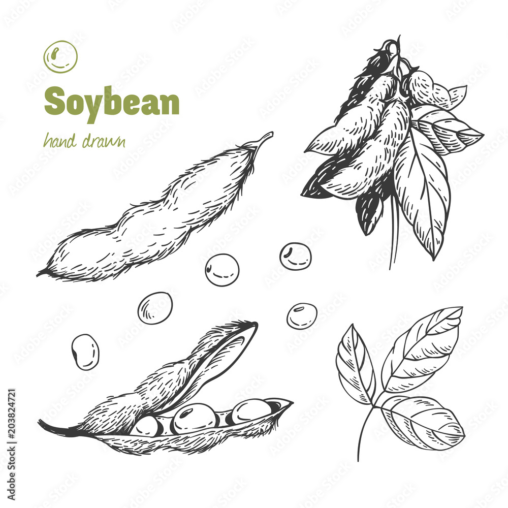 Soybean hand drawn illustration set Stock Vector | Adobe Stock
