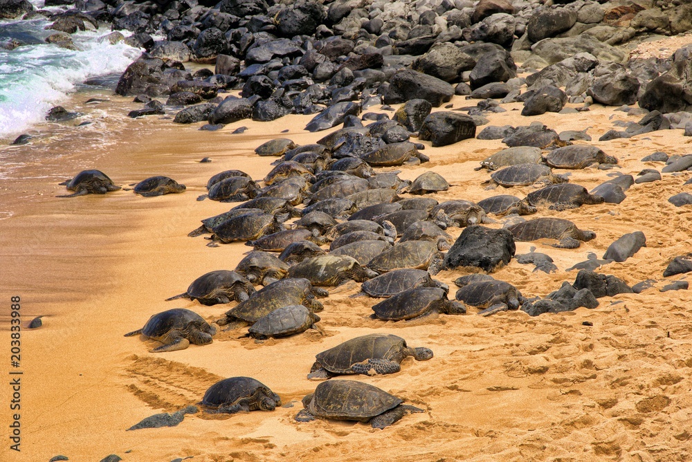 Large group of green sea turtles resting at Hookipa beach on Maui in ...