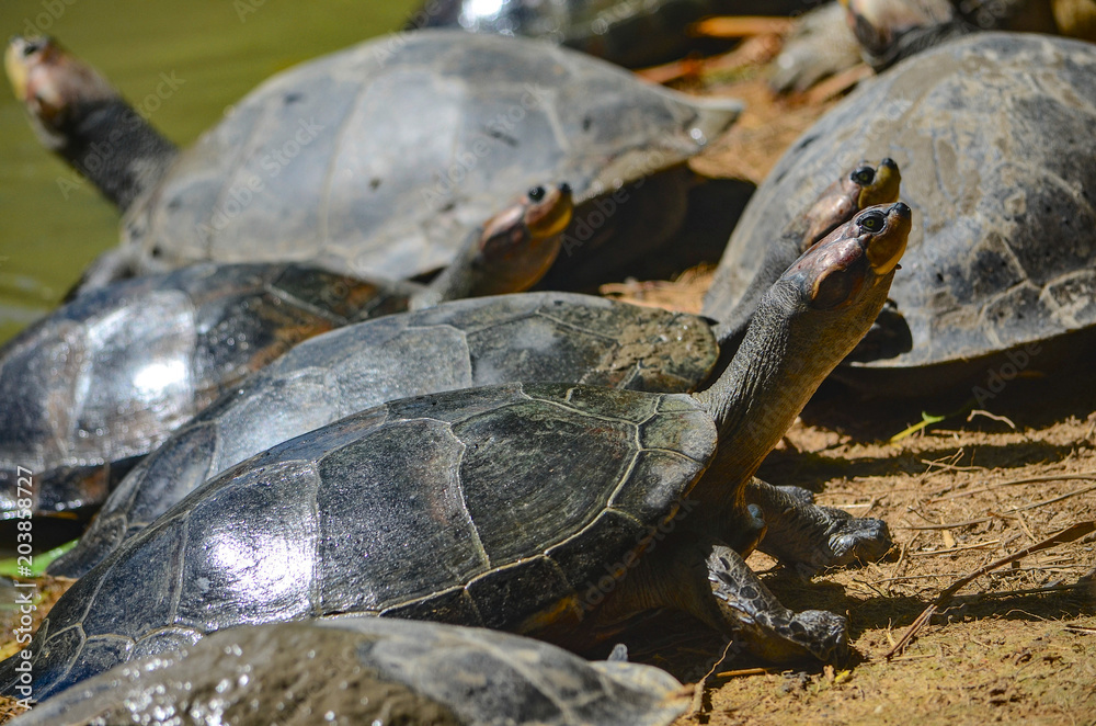 The Arrau turtle (Podocnemis expansa), also known as the South American ...