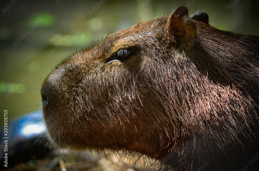 A Capybara by the side of a river in the Amazon rainforest Stock Photo ...