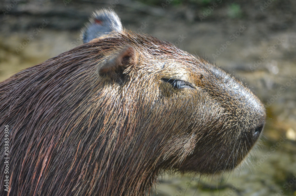 A Capybara by the side of a river in the Amazon rainforest Stock Photo ...